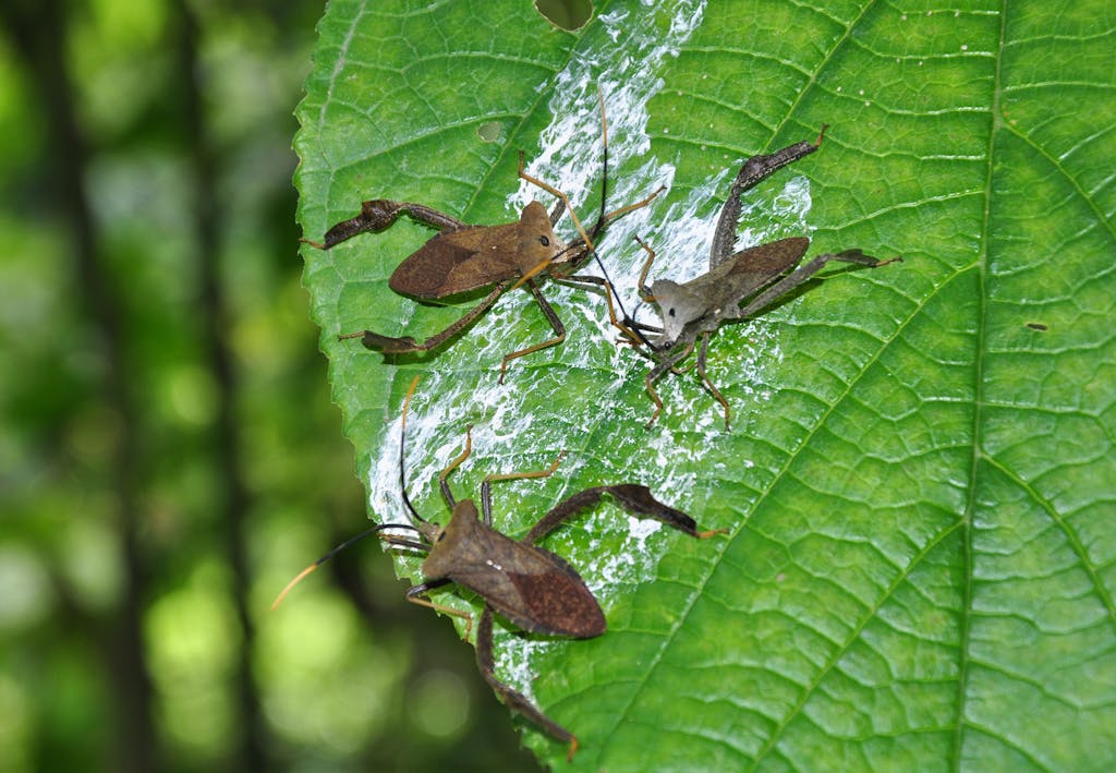 Onderzoek: Vogelpoep is belangrijk voedsel voor ... vogels | wibnet.nl