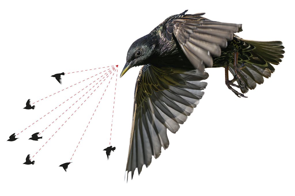 Ekstreme fugler flyr høyere, raskere og lengre | illvit.no