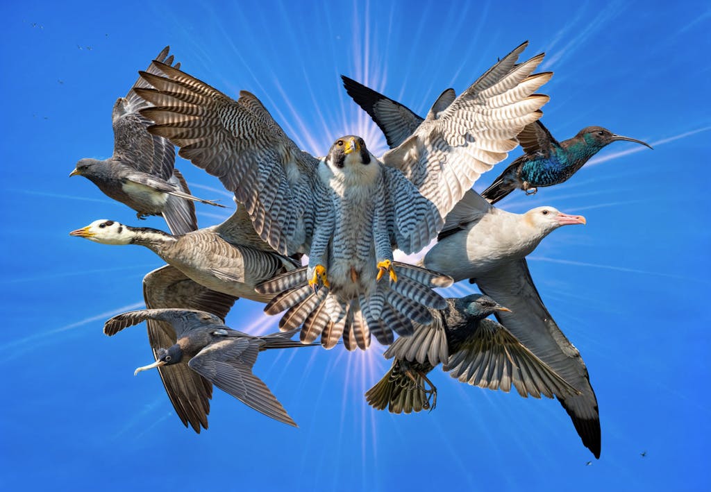 Nature | scienceillustrated.com