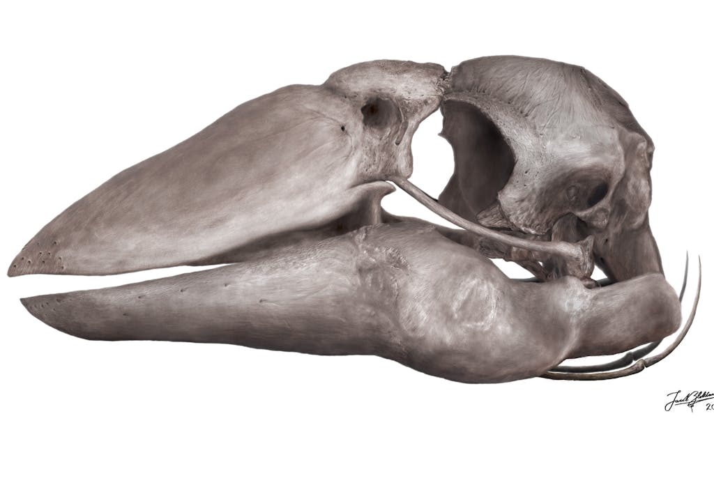 Jättegås vandrade omkring på förhistoriska Australien | illvet.se