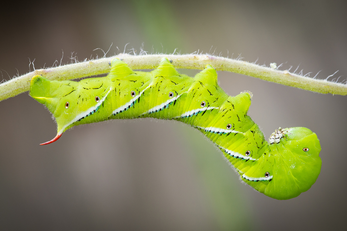 Insects invented nature's best tricks | scienceillustrated.com