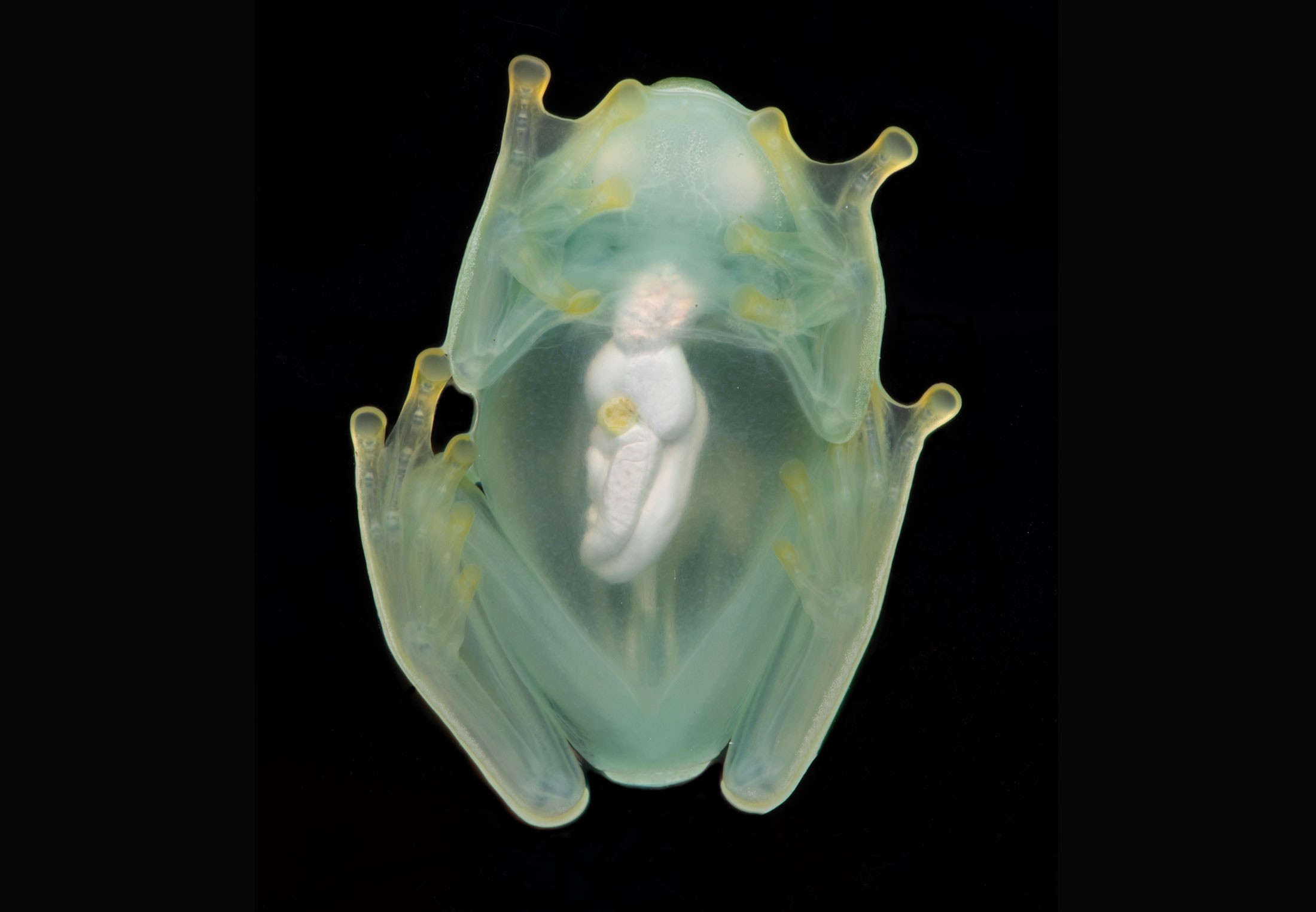 Nieuw onderzoek: Bijzonder trucje maakt kikkers onzichtbaar | wibnet.nl