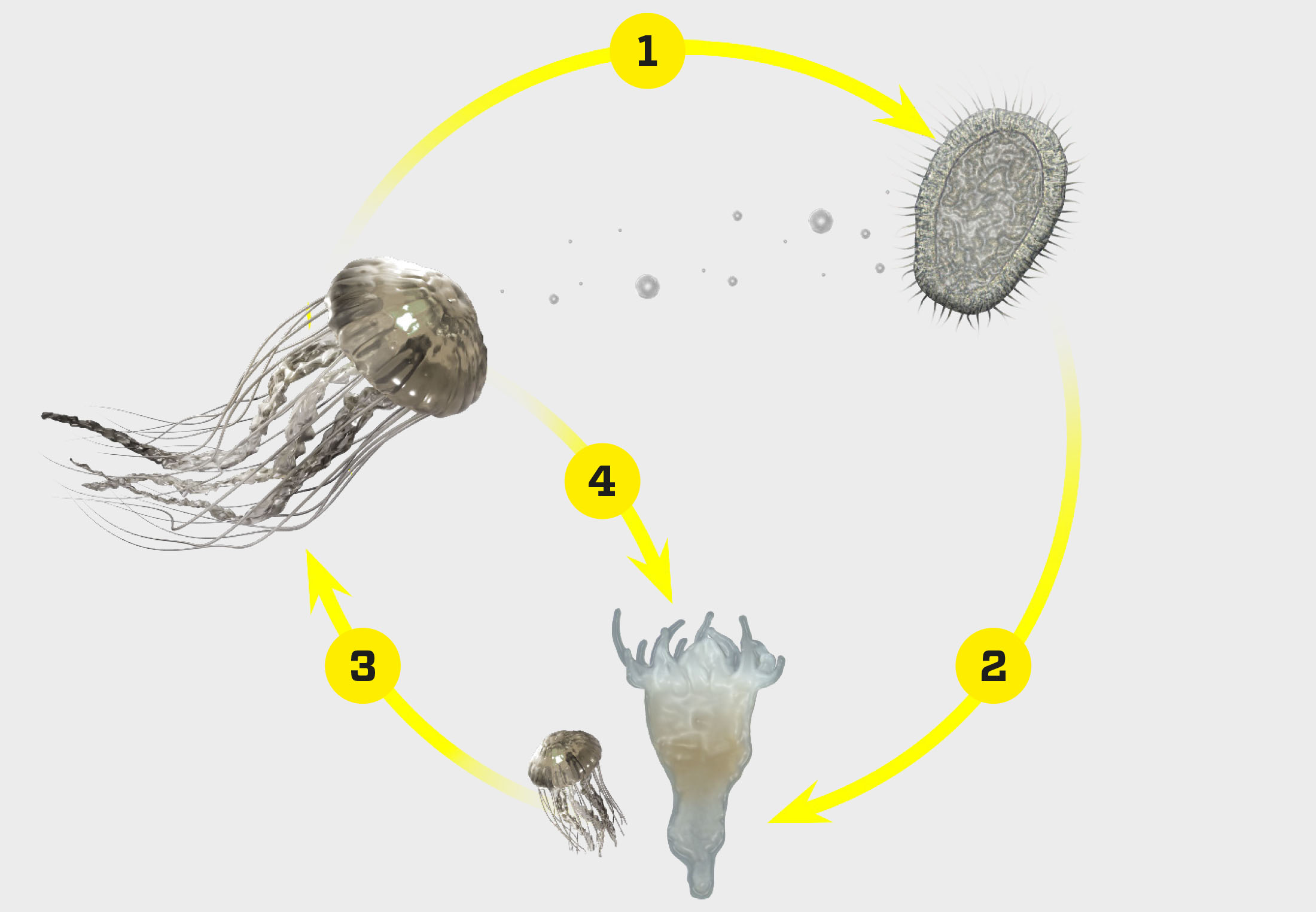 Kwal is een hersenloos genie | wibnet.nl