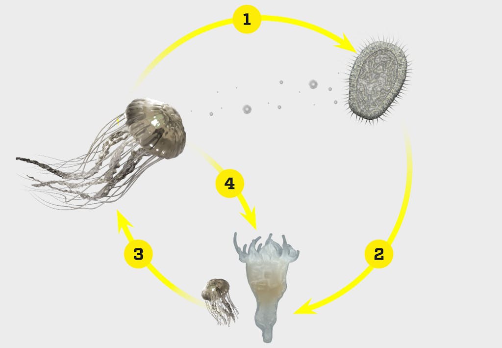 Vandmanden er et hjerneløst geni | illvid.dk