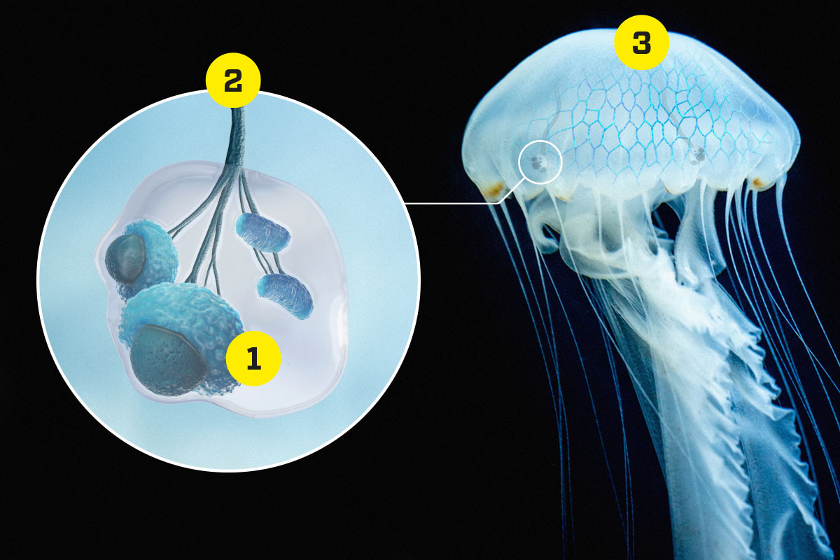 Kwal is een hersenloos genie | wibnet.nl
