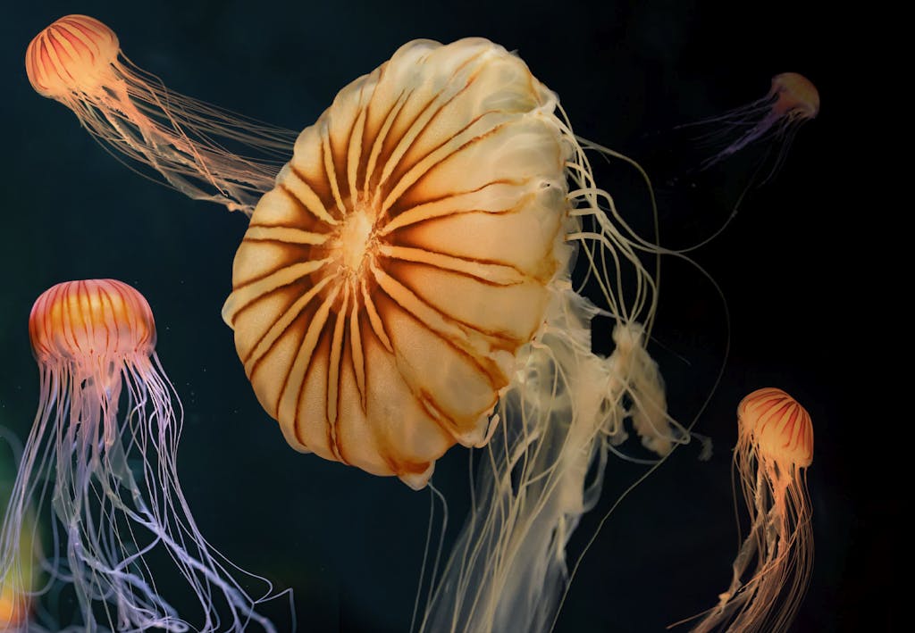 Ribbemaneter kan smelte sammen når de blir skadet | illvit.no