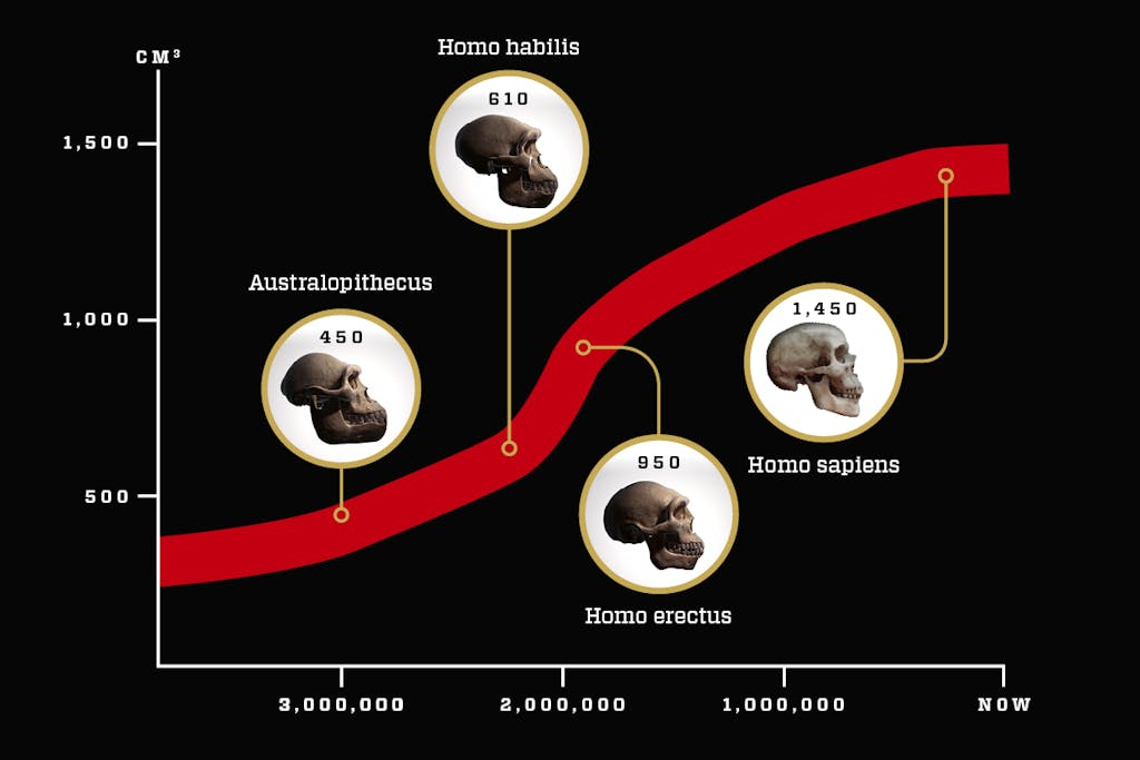 New theory: fermentation gave humans a big brain | scienceillustrated.com