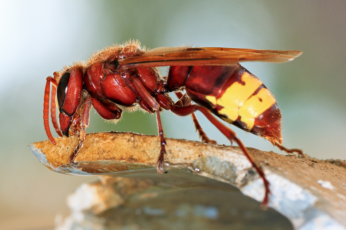 Insects invented nature's best tricks | scienceillustrated.com