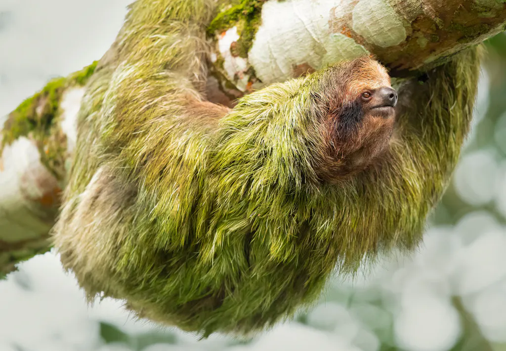 Waarom zijn er geen groene zoogdieren? | wibnet.nl