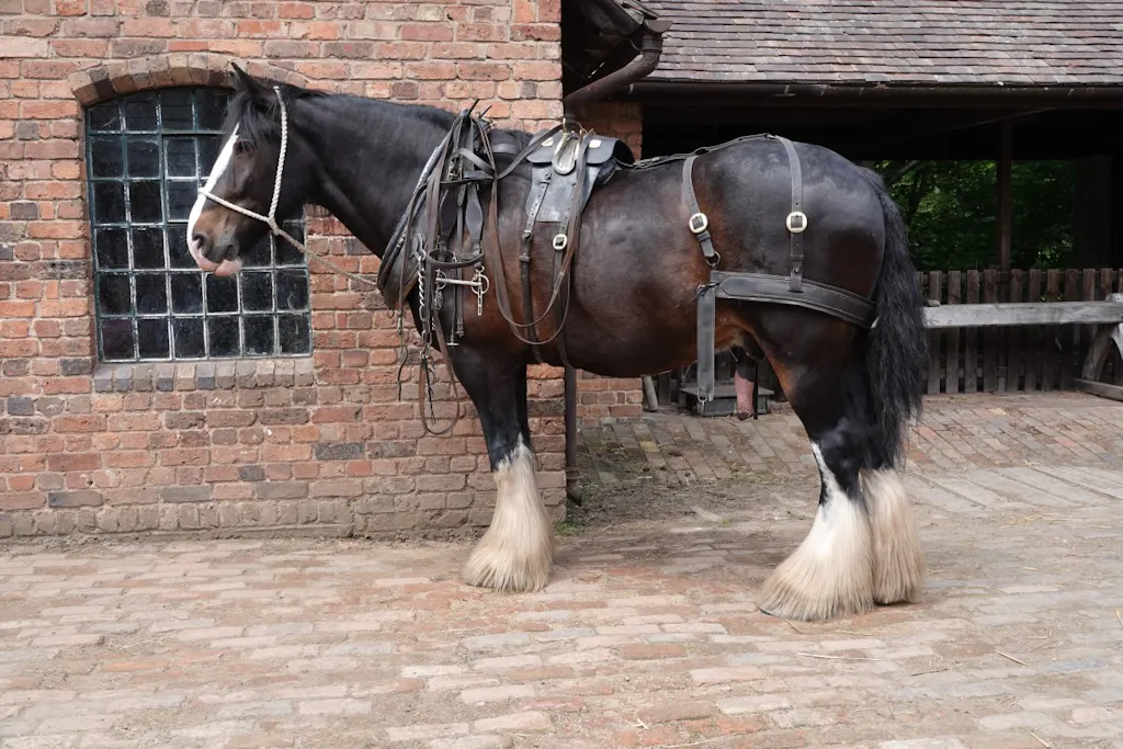 Grootste Paard Ter Wereld Guinness World Records Grootste Paard Komt
