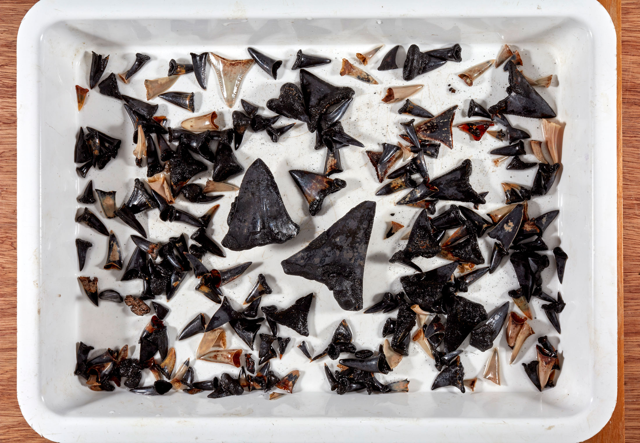 Mysterieus haaienkerkhof ontdekt op de zeebodem | wibnet.nl