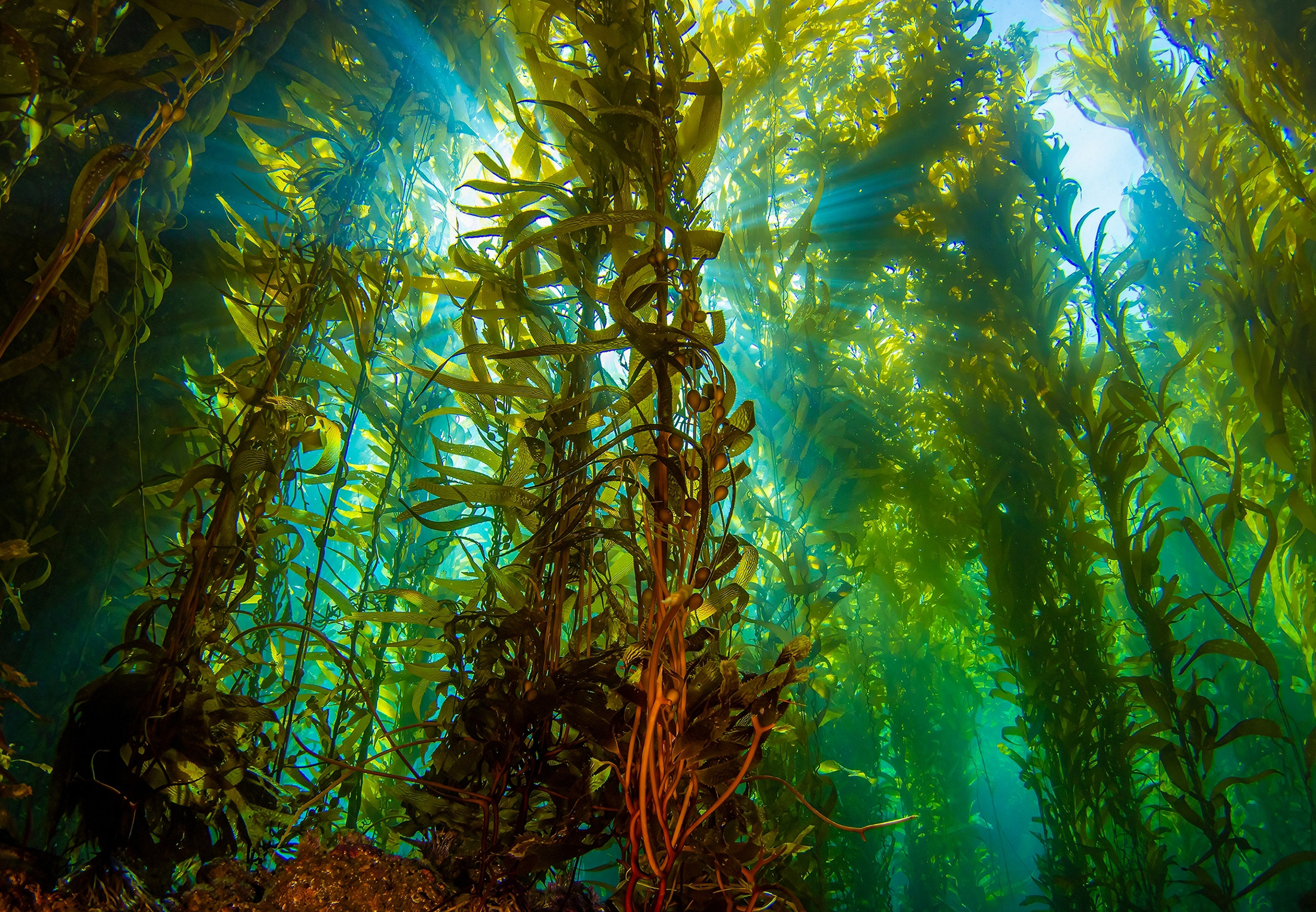 Scientists discover 1,400-year-old eelgrass in the Baltic Sea ...