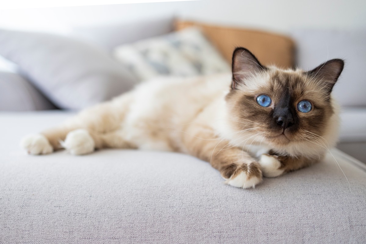 Hvor gammel blir en katt? | illvit.no