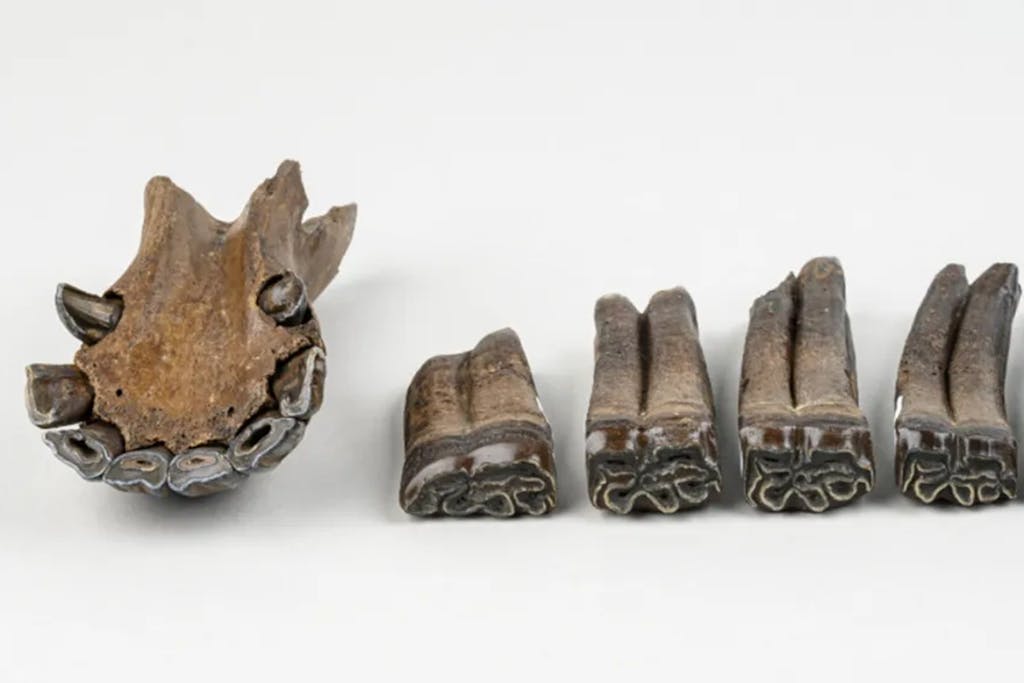 Divers find hundreds of prehistoric fossils in Florida ...