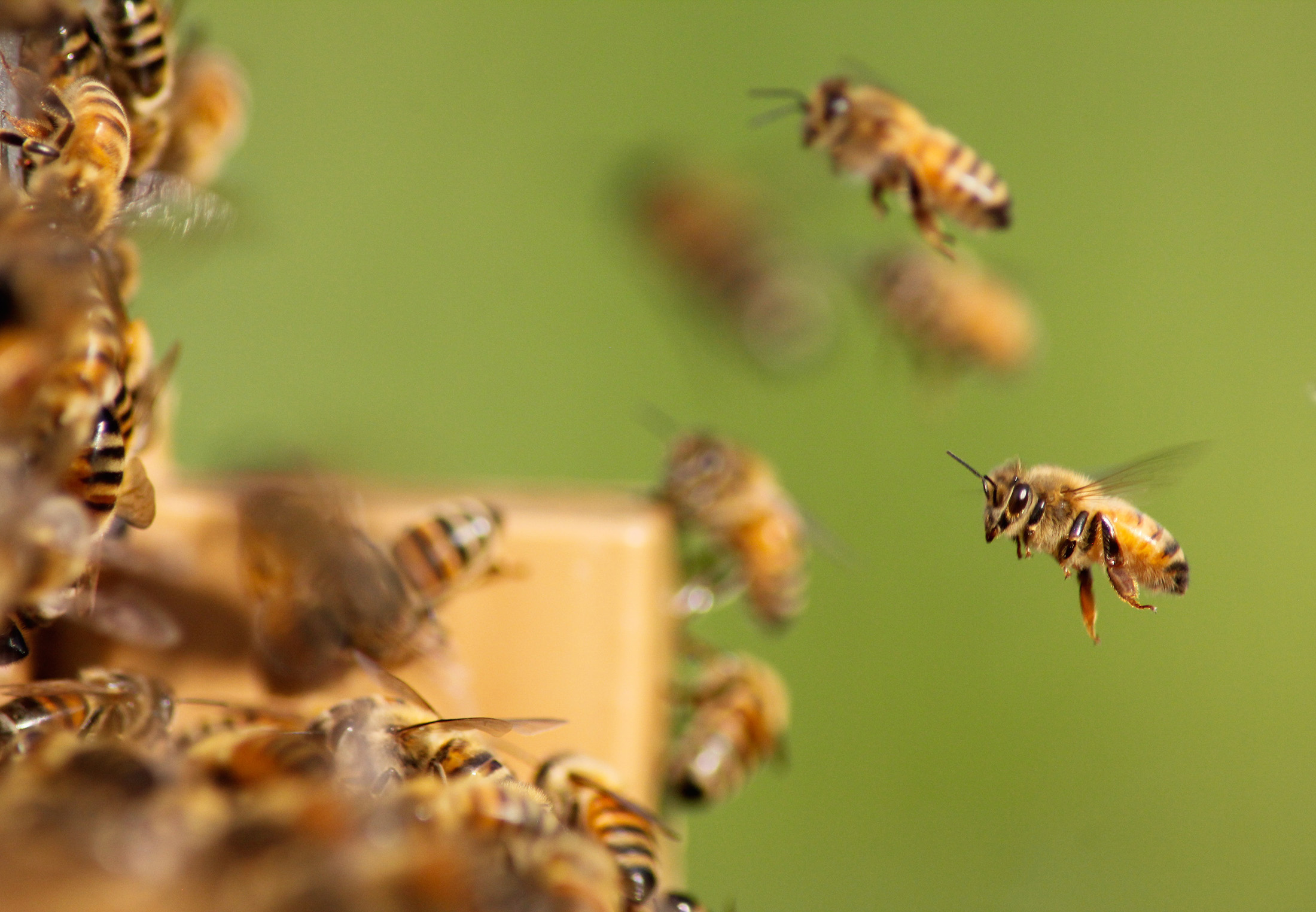 Insecten | Wat zijn insecten? En wat eten ze? | wibnet.nl
