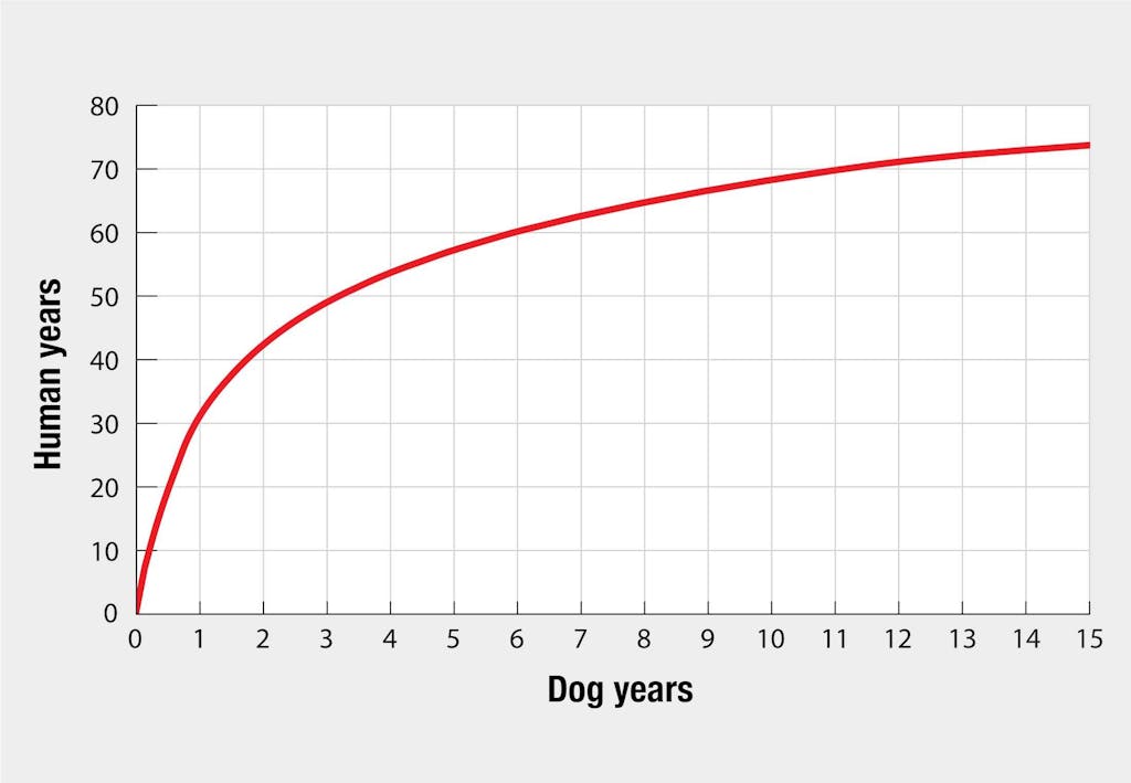 Dog years in human years - use our calculator | scienceillustrated.com
