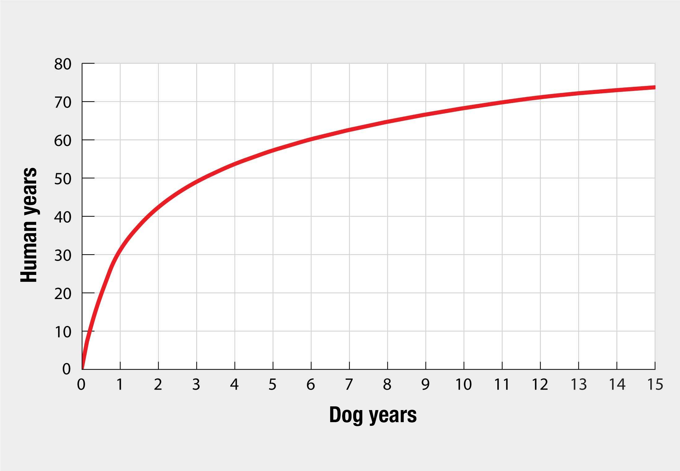 Dog years in human years - use our calculator | scienceillustrated.com