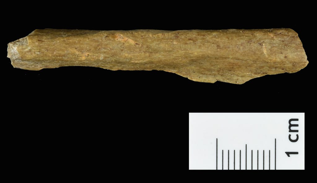 Neandertalere og moderne mennesker levde side om side i Nord-Europa for ...