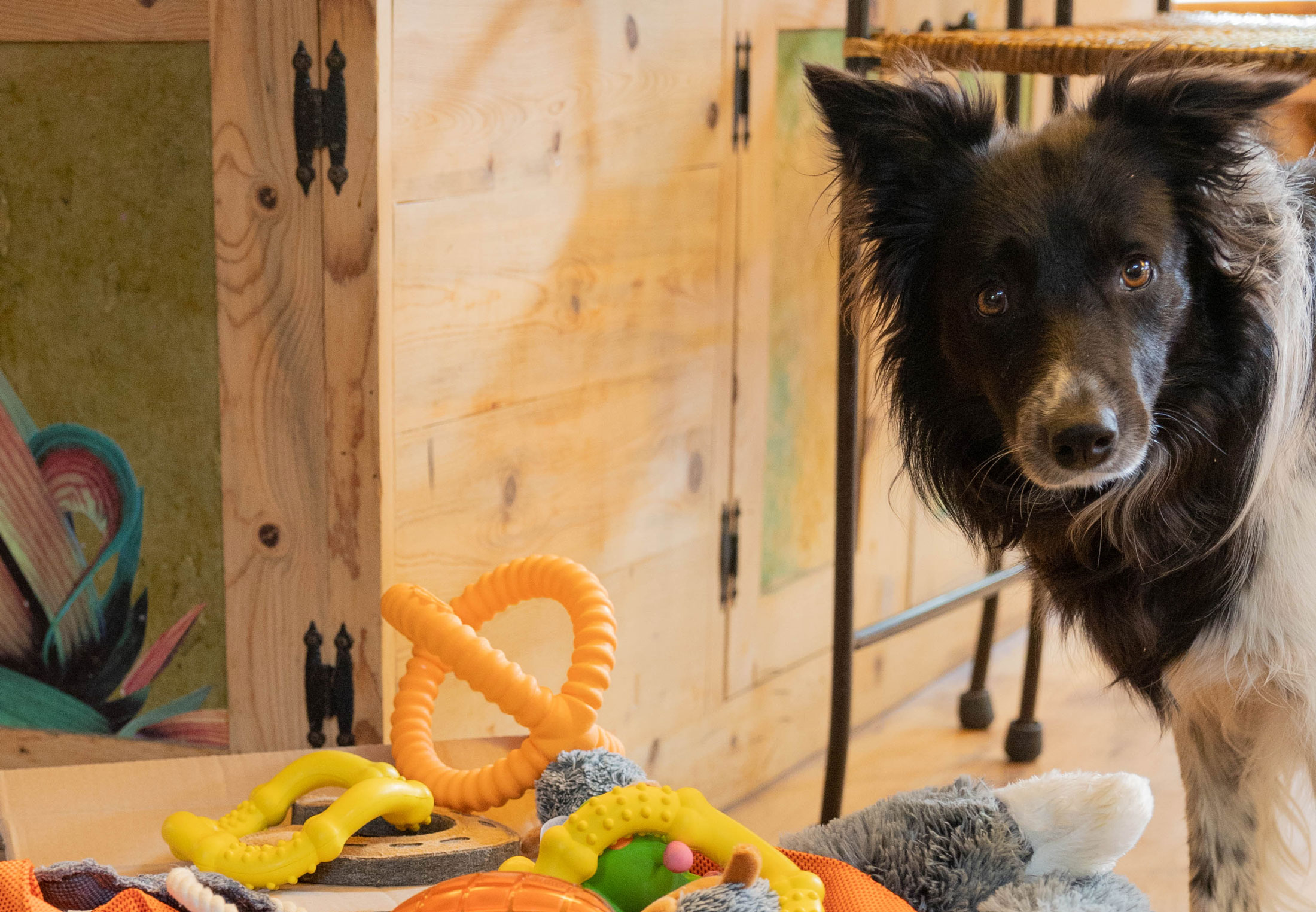 Her er noe av det de mest begavede hundene har til felles | illvit.no