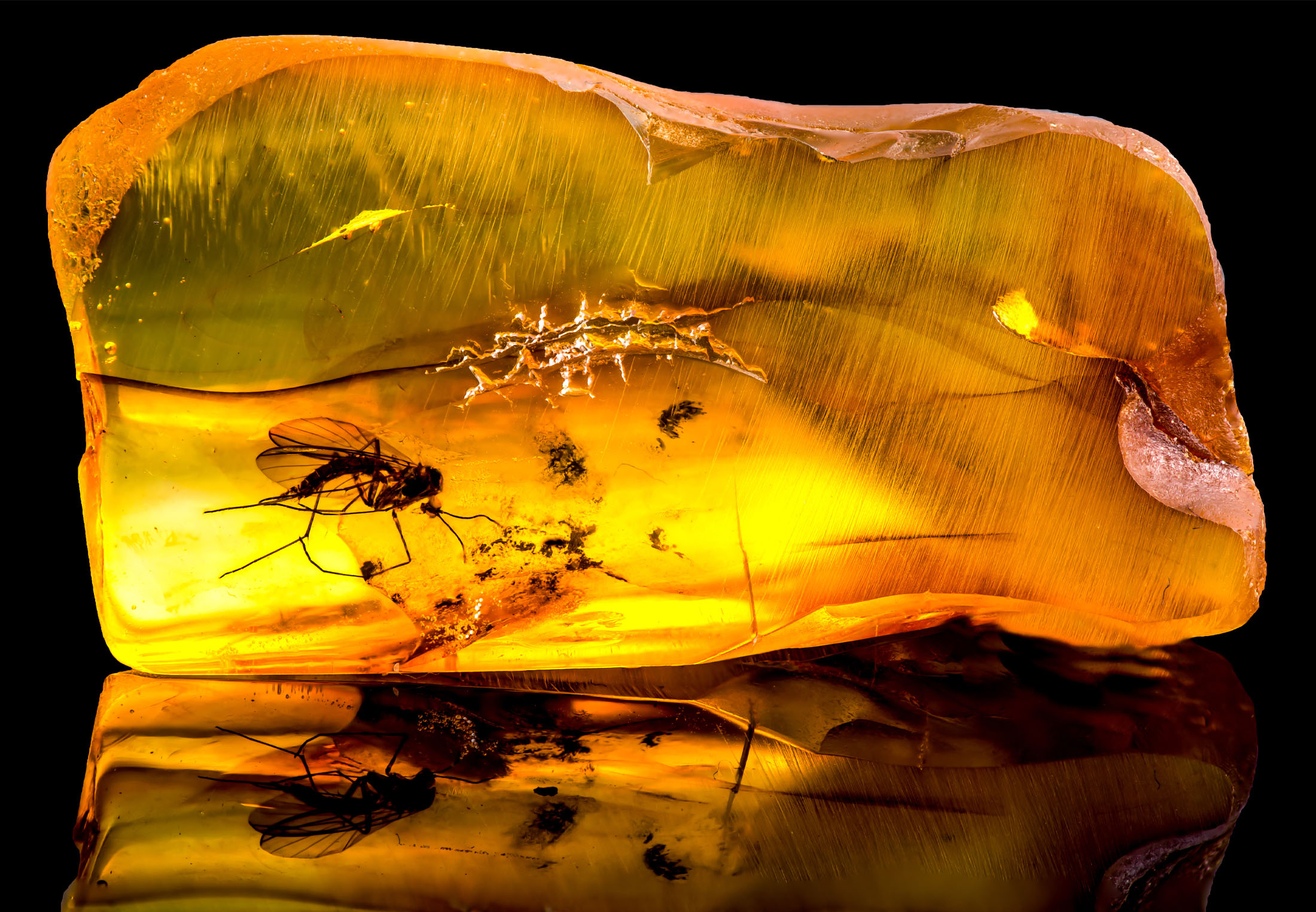 Hvad er rav, og hvorfor er der så meget i Østersøen? | illvid.dk