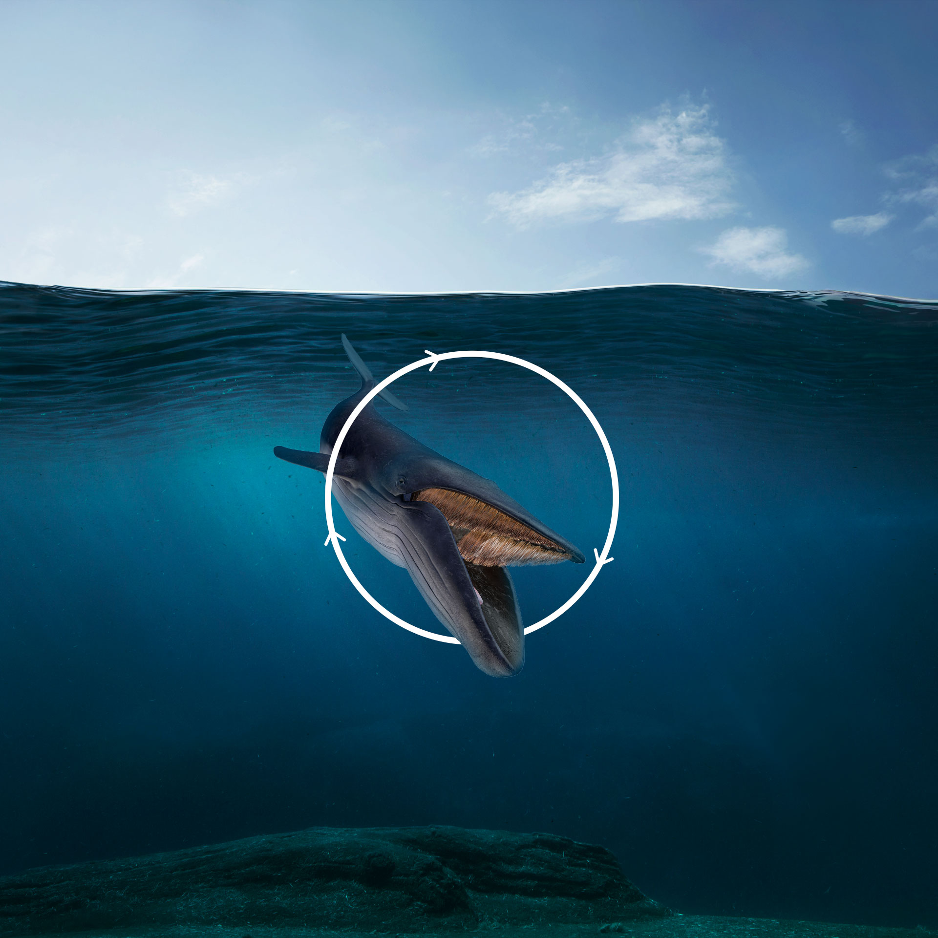 Pukkelhvalers parring fotograferet for første gang - nu efterlader billederne store spørgsmål ...