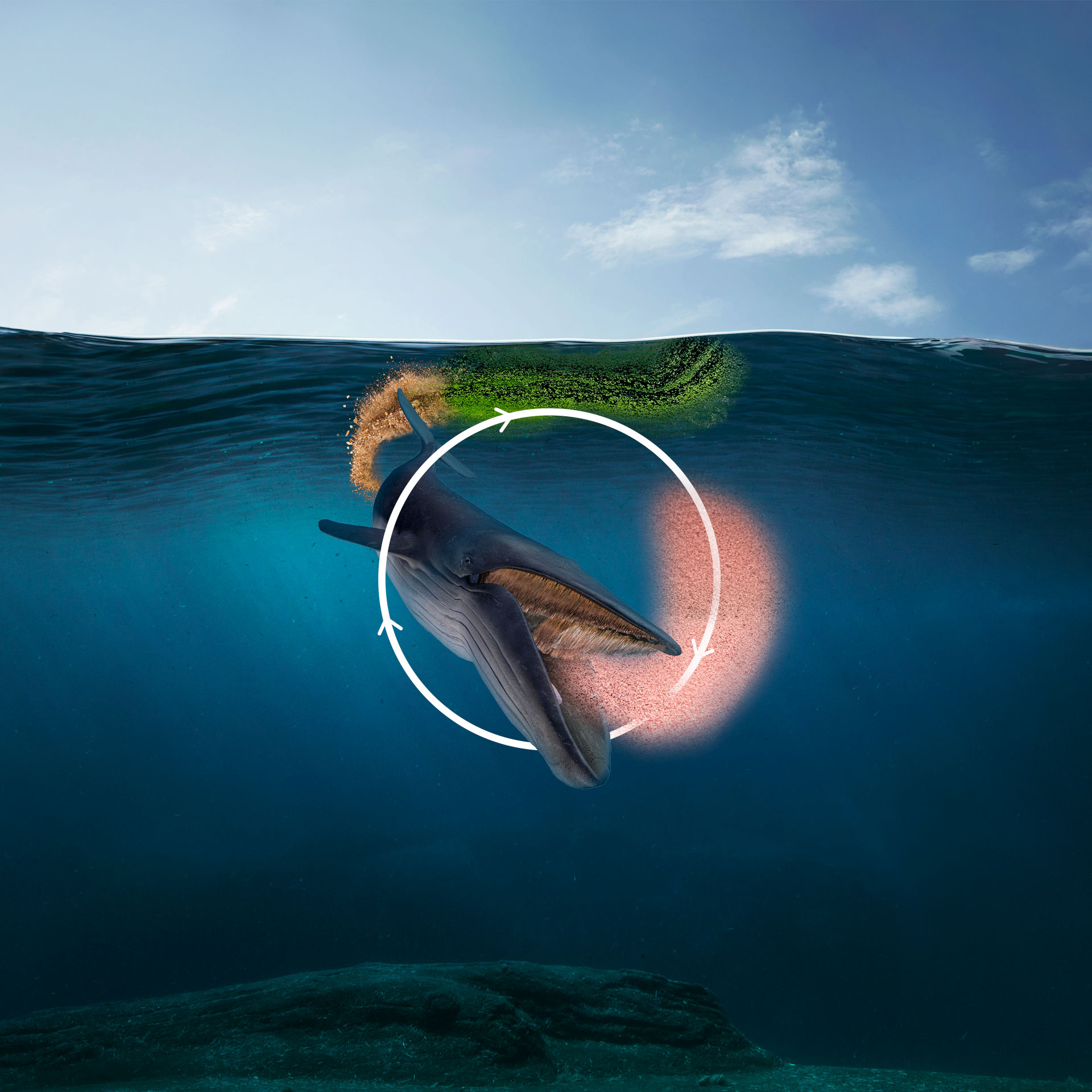 Knölvalarnas parning fotograferas för första gången | illvet.se