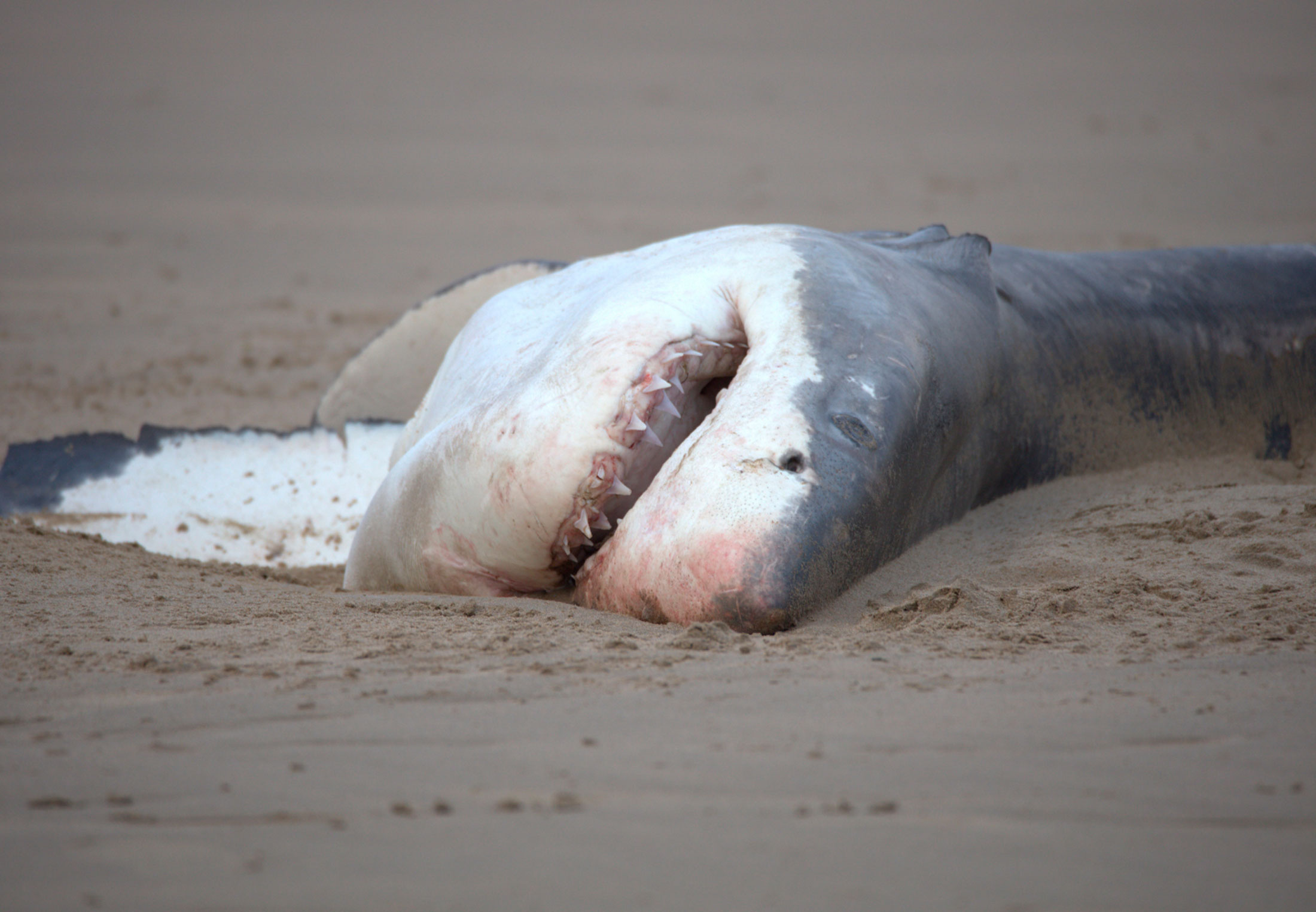 Never observed before: orca killed great white shark in two minutes ...