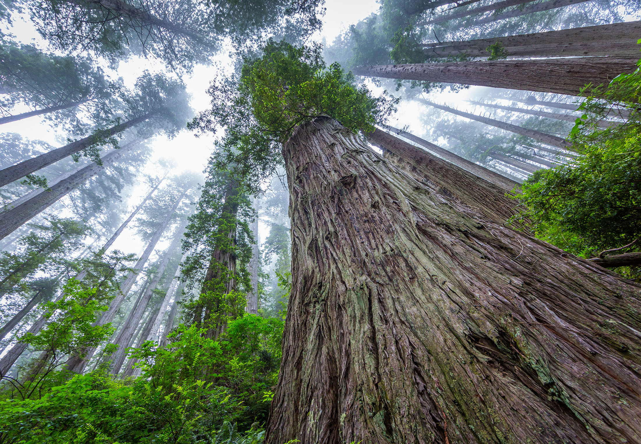Wat is de hoogste boom ter wereld? | wibnet.nl