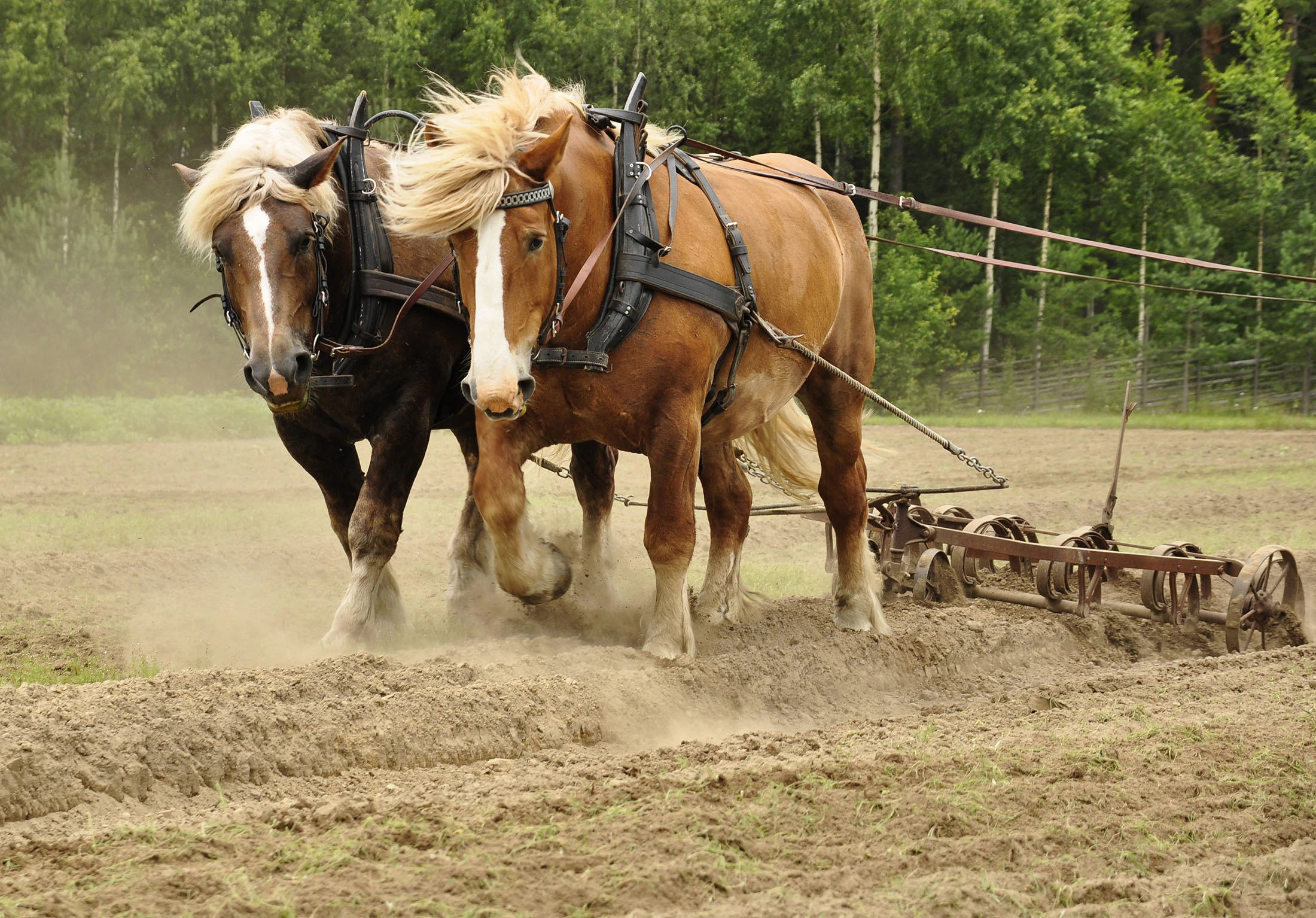 Het grootste paard ter wereld | wibnet.nl