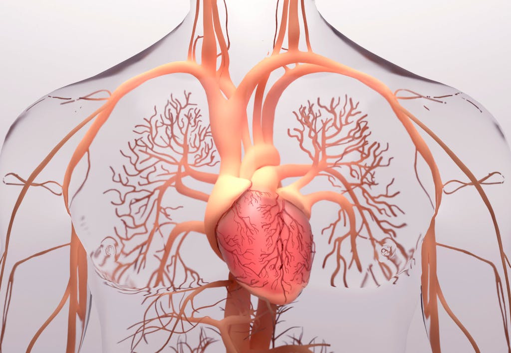 Sundhed - Hvad er sundhed? | illvid.dk