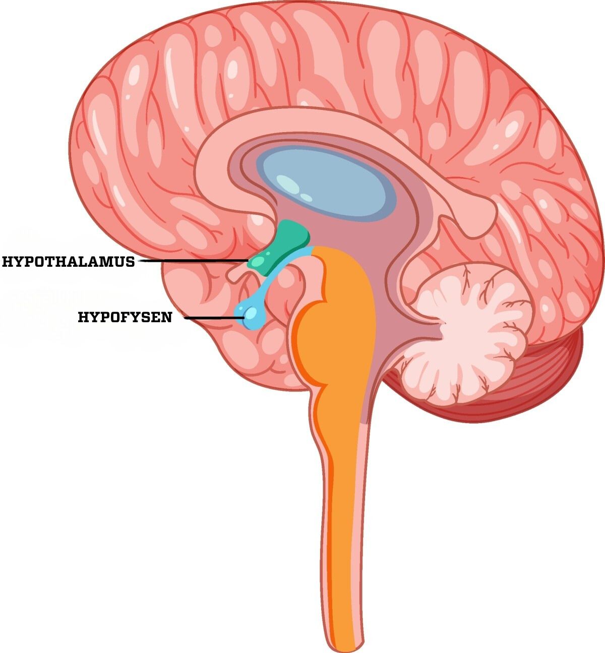 Hypofysen - hormonproduserende kjertel i hjernen | illvit.no