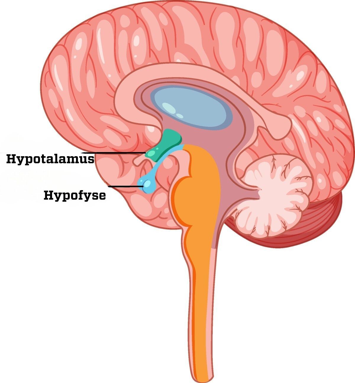 De hypofyse – hormoonproducerende klier in de hersenen | wibnet.nl