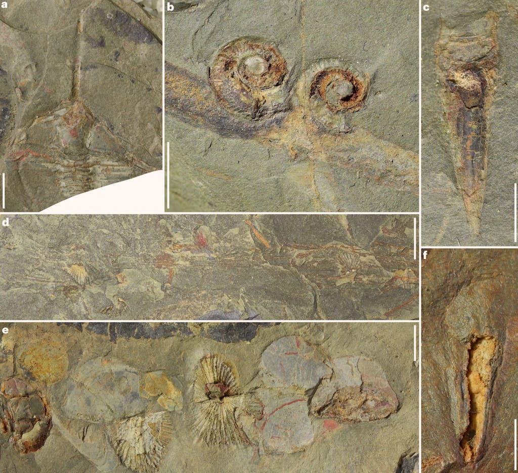 Amateur palaeontologists discover ''a wild world'' of 470-million-year ...