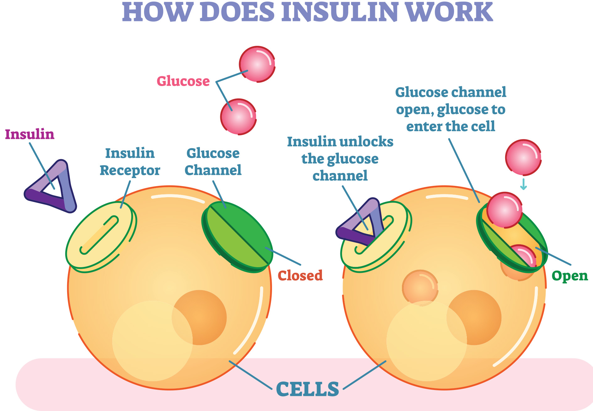Vad är glukos och hur mäter man sitt blodsocker? | illvet.se