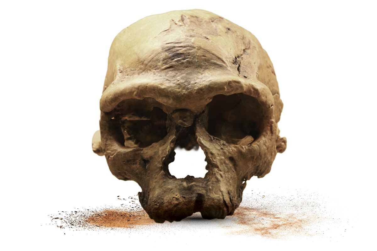 Dna-analyse river menneskehedens stamtræ op med rod | illvid.dk