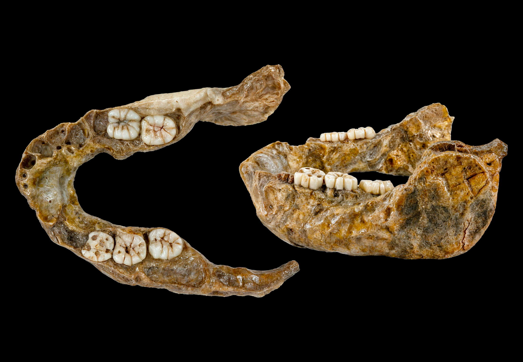 Jaw found in cave 80 years ago: now it turns out to hold a remarkable ...