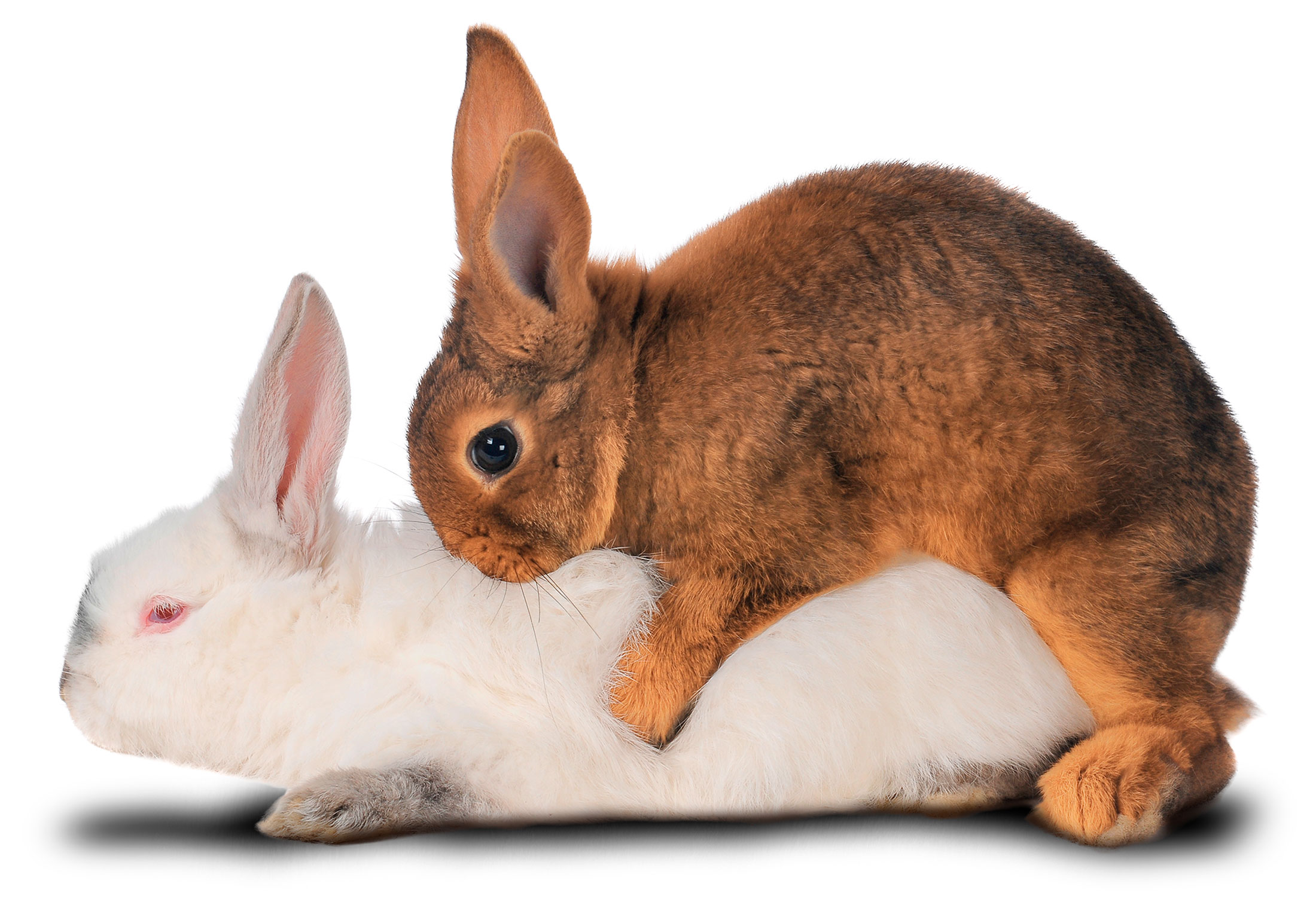 Kan dyr få kjønnssykdommer? | illvit.no