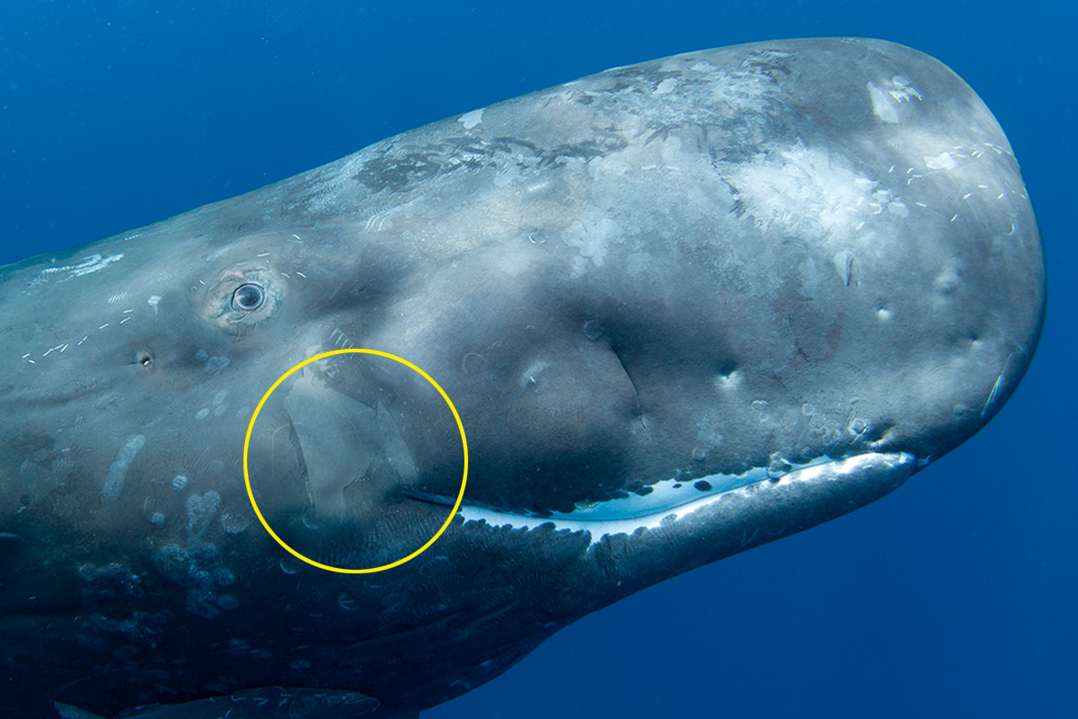 Kaskelothvaler lever i kvindekollektiver | illvid.dk