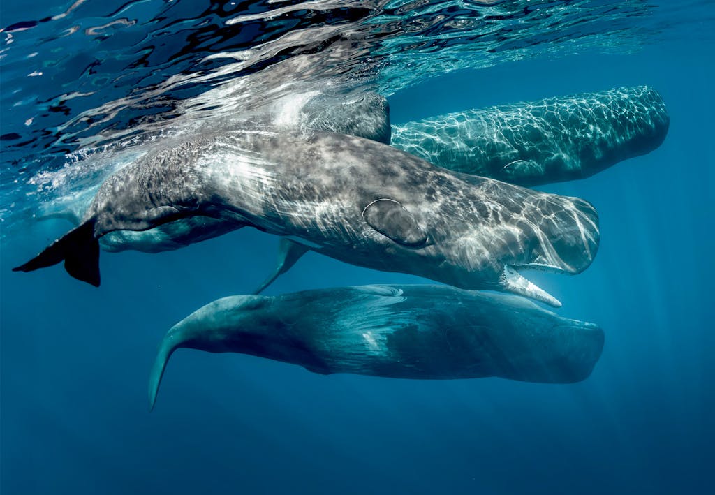 Haaien bijten vrouwtjes voor het paren – nieuw onderzoek | wibnet.nl