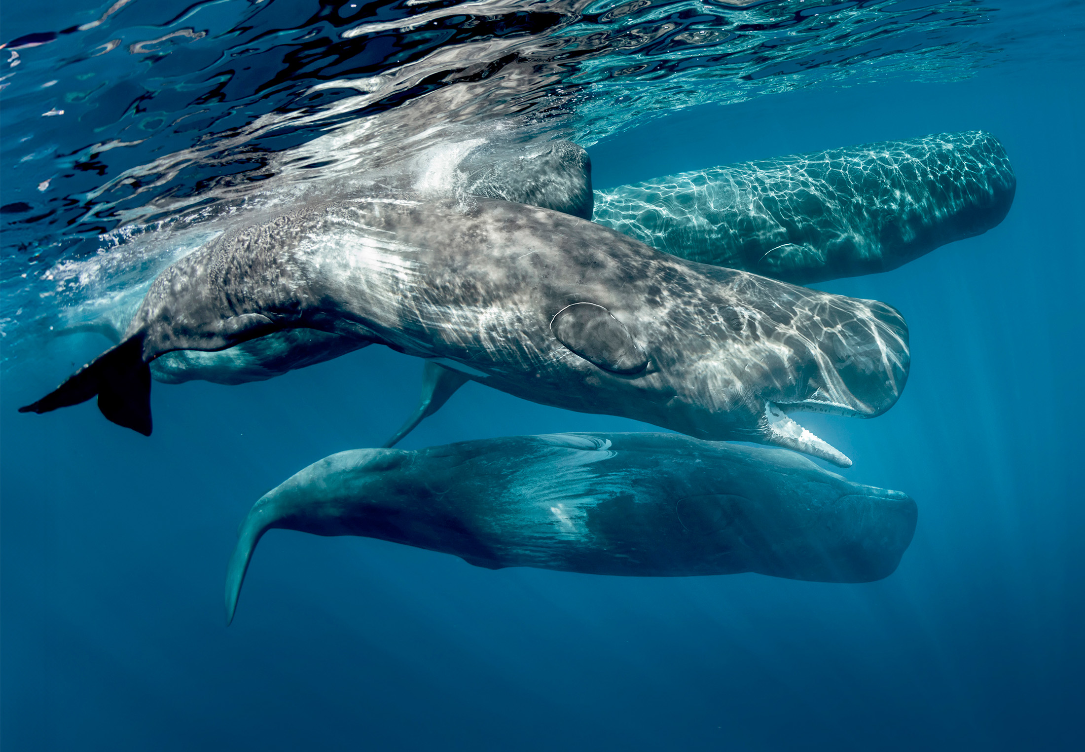 Nieuwe details: Reusachtige prehistorische haai zag er heel anders uit ...