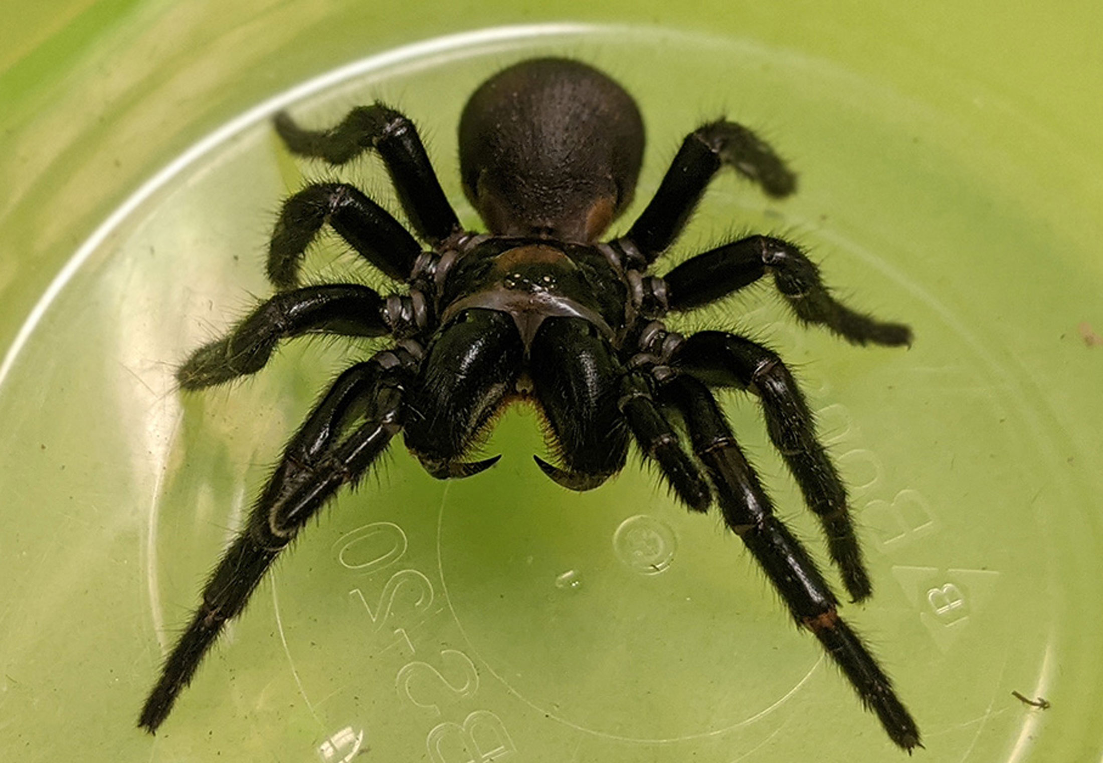 Gift från dödlig spindel kan bli nytt vapen mot hjärtproblem | illvet.se