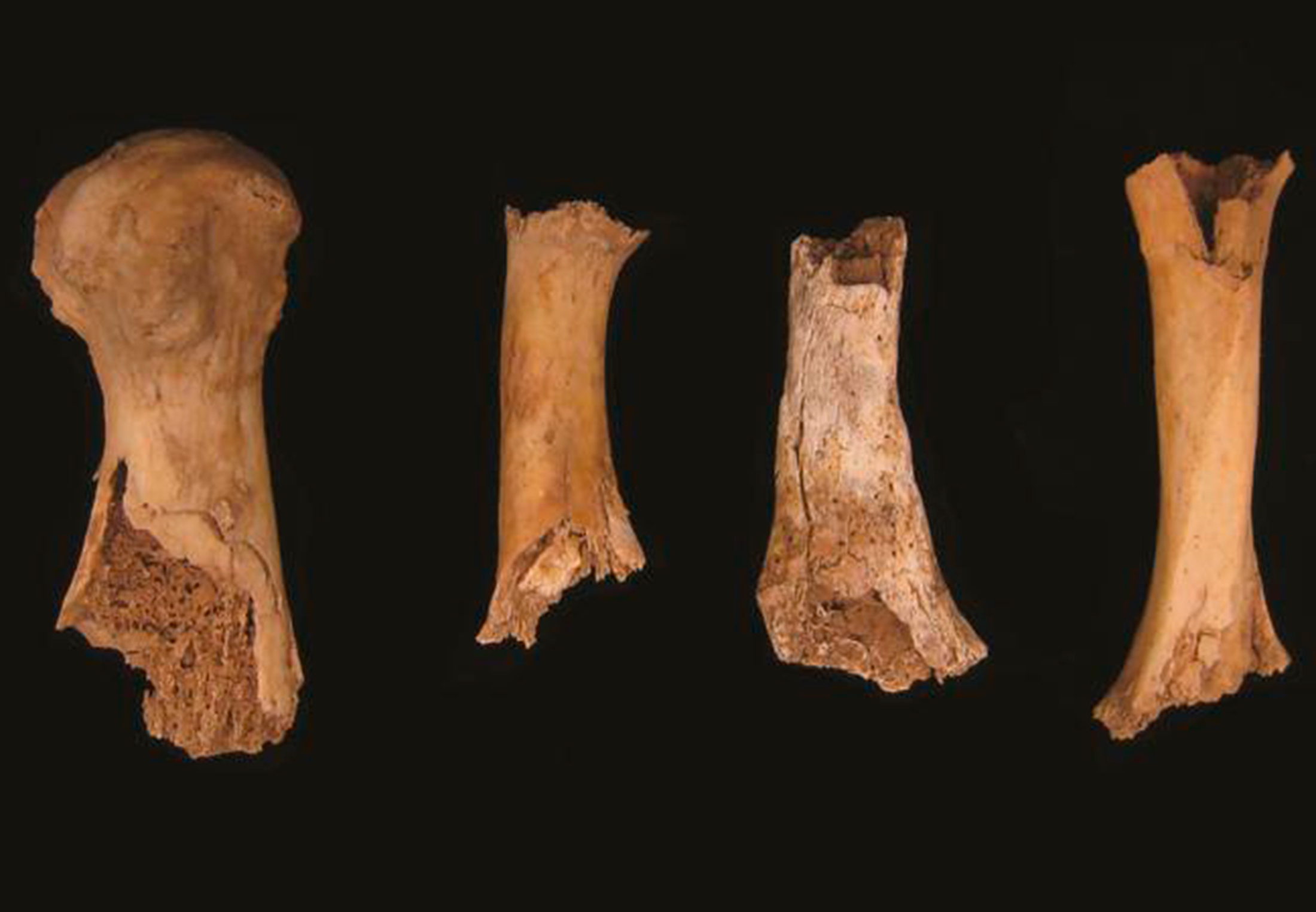 Horrifying discovery in underground shaft: bones bear evidence of ...