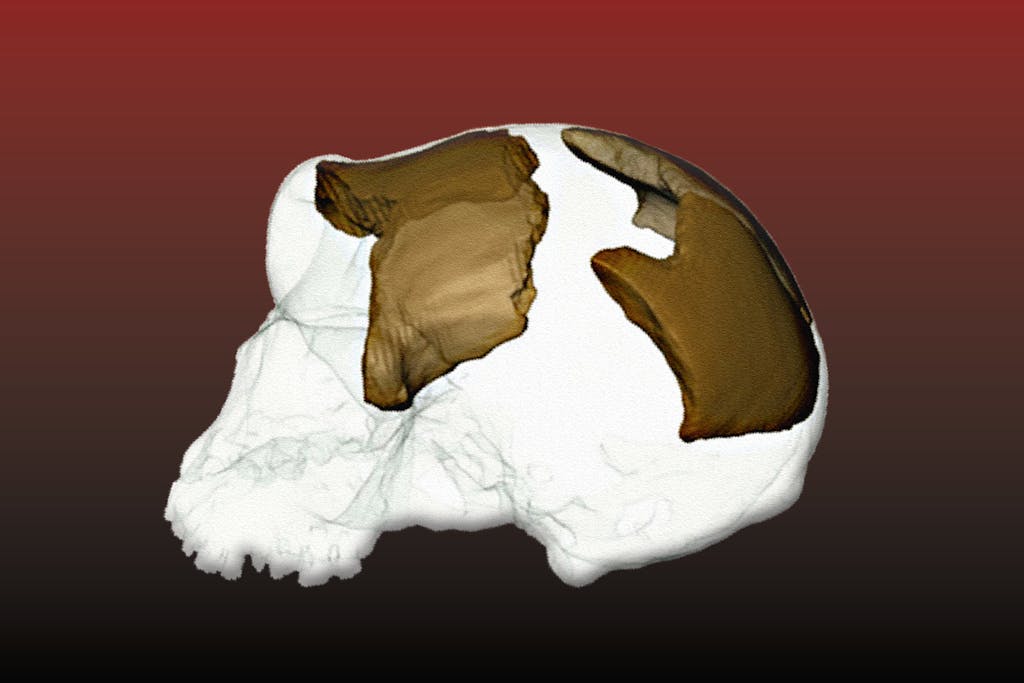 DNA analysis uproots the human family tree | scienceillustrated.com