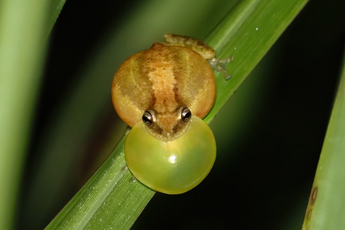Frogs breed like no other creatures | scienceillustrated.com