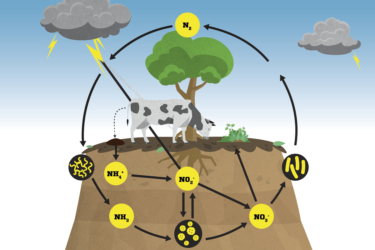 Nitrogen | Kväve | Allt om grundämnet | illvet.se