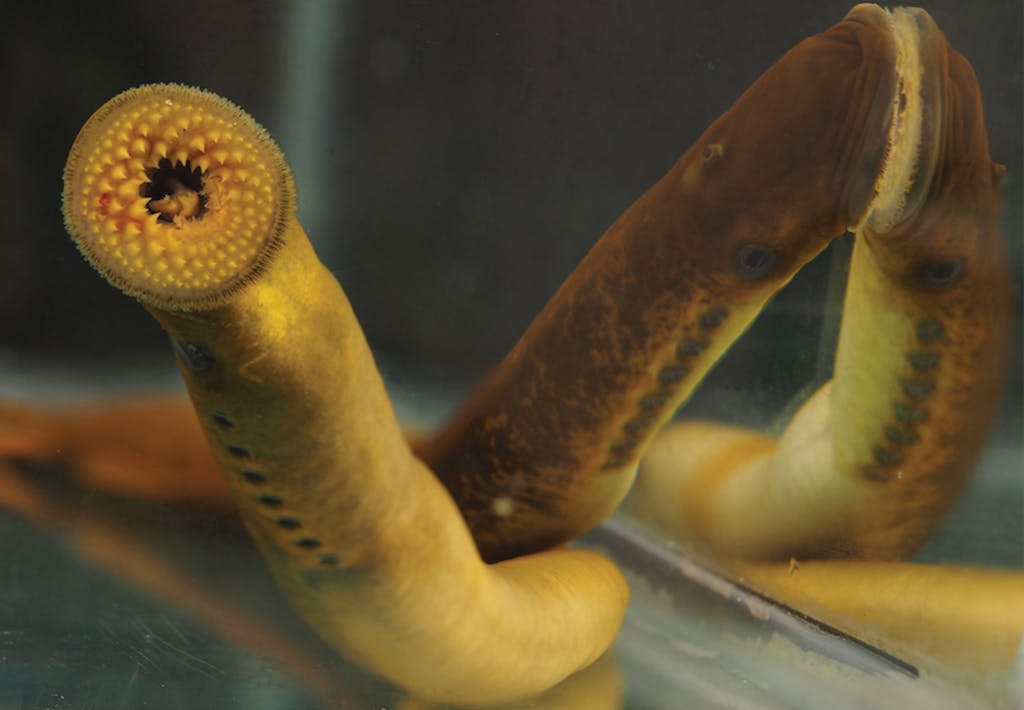 Study: humans bear a surprising resemblance to ancient sea creature ...