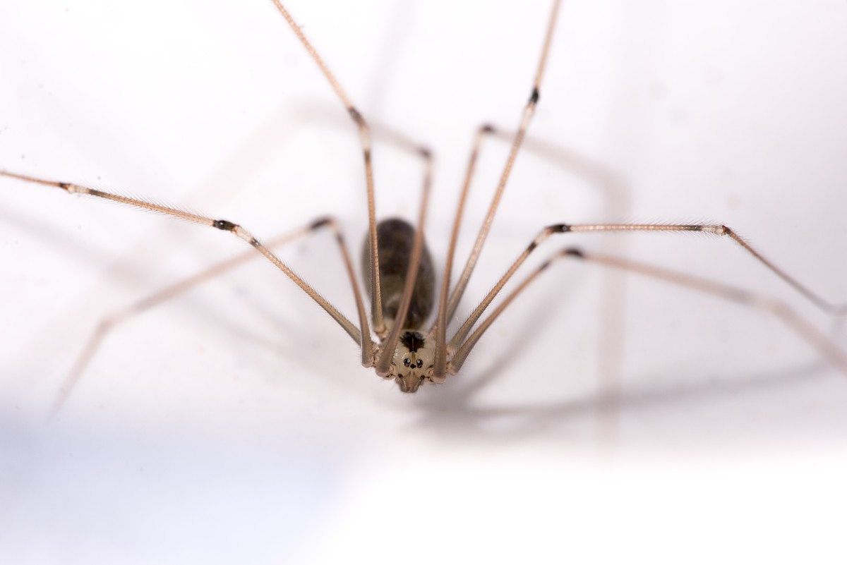 Edderkopper i Norge | illvit.no