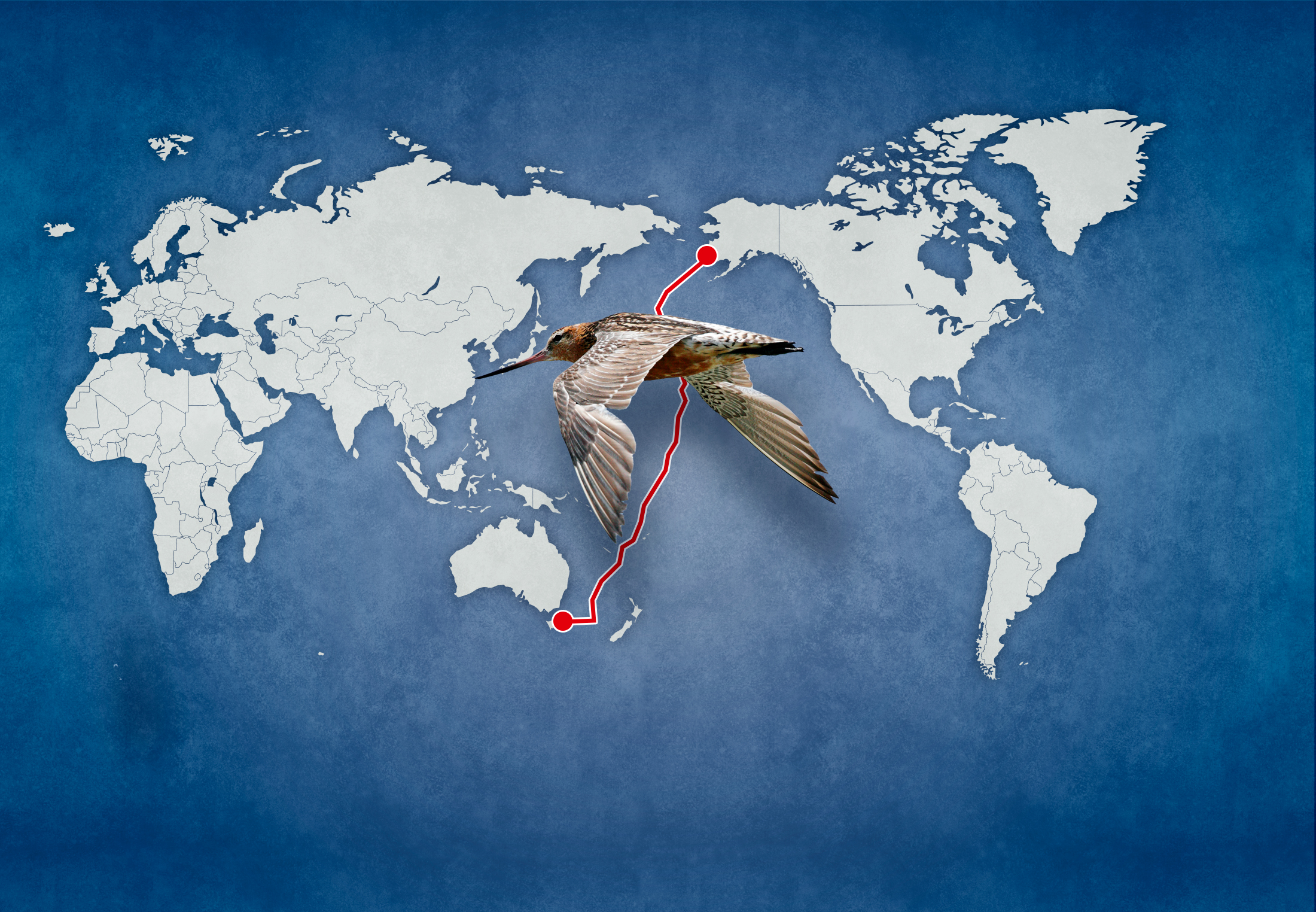 Hur långt kan en fågel flyga? | illvet.se