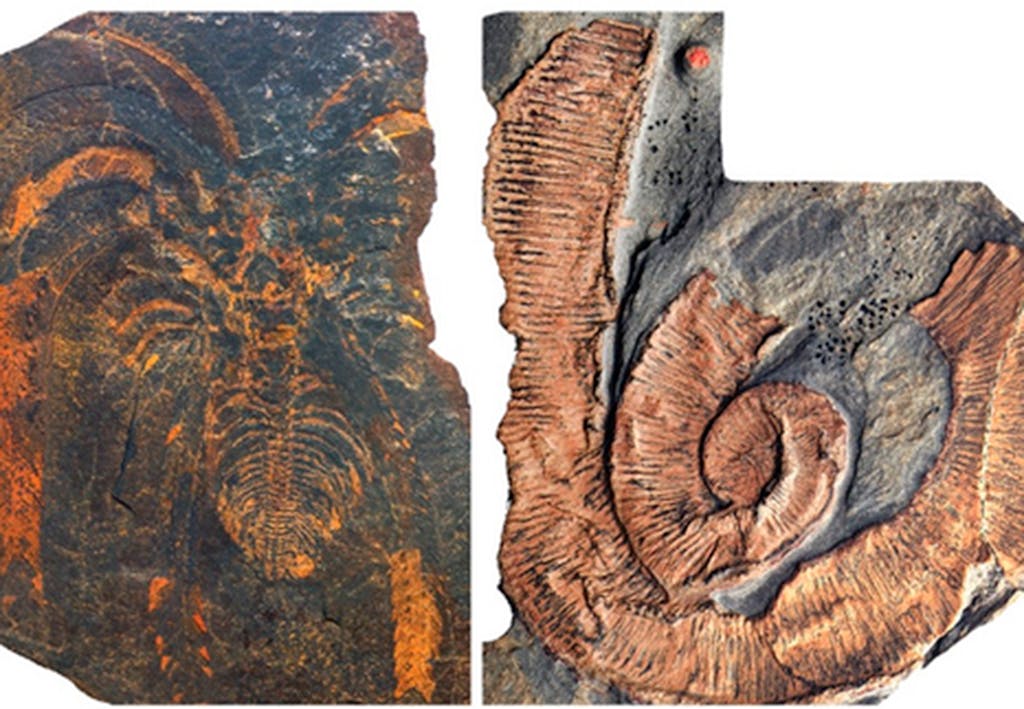 Gigantiske leddyr dominerede havene for 470 millioner år siden | illvid.dk