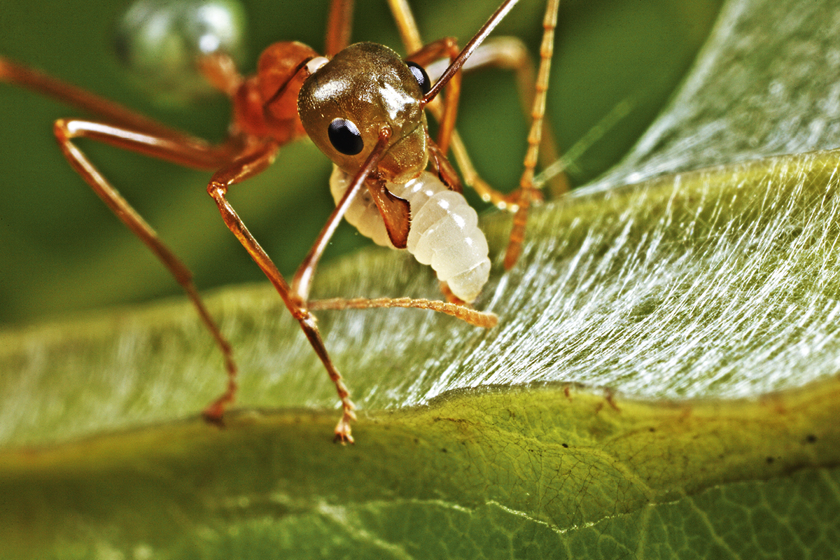 Clever insects invented nature's best tricks | scienceillustrated.com